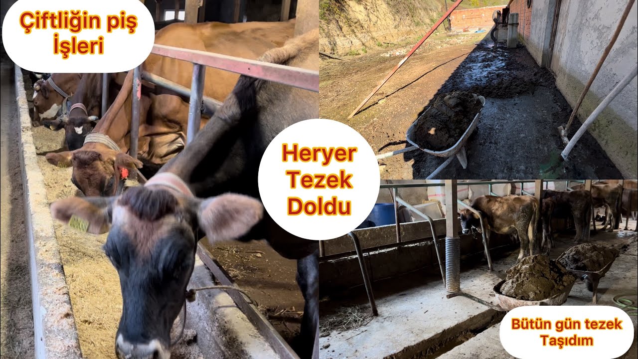 AHIRDA PİS İŞLER / BÜTÜN GÜN TEZEK TAŞIDIM - YouTube