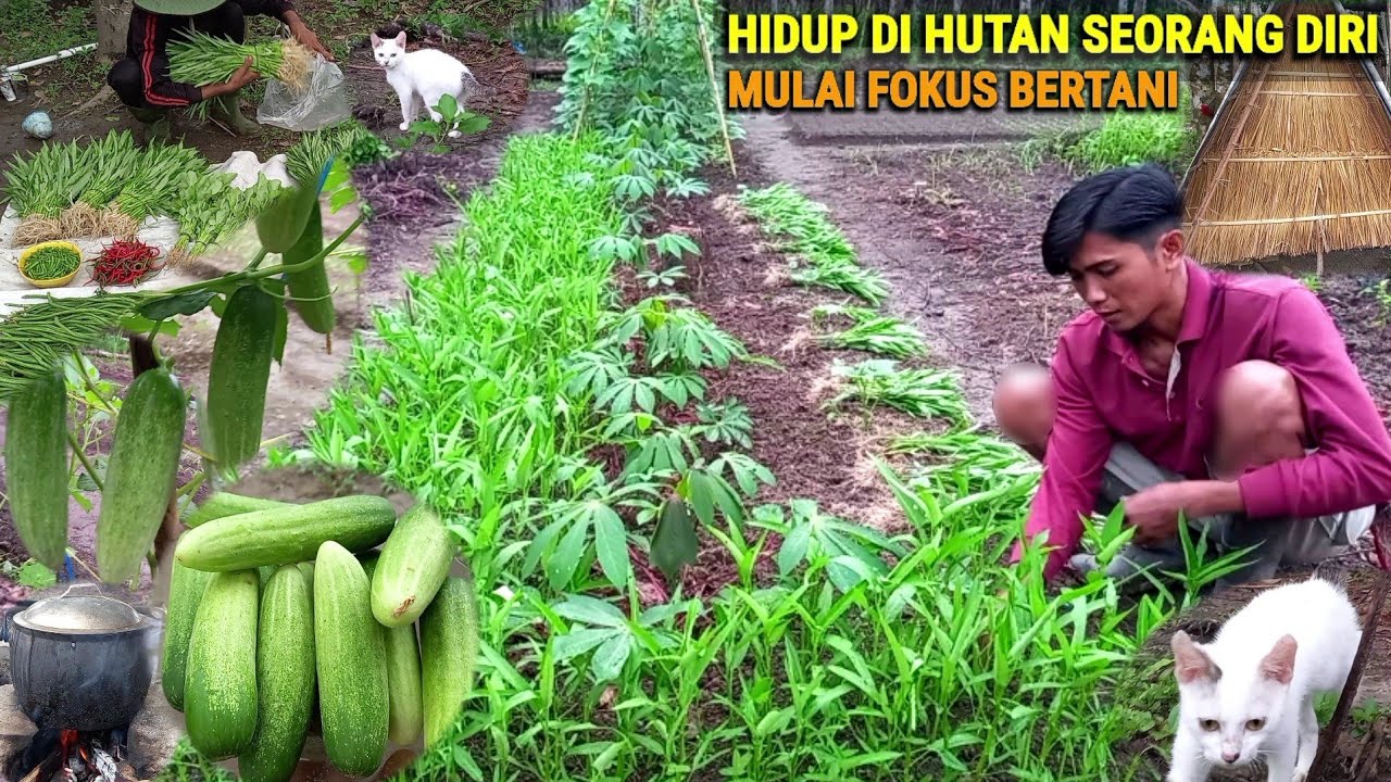 Panen kangkung, petik timun, Sepuh cangkul & parang, hidup di hutan ...