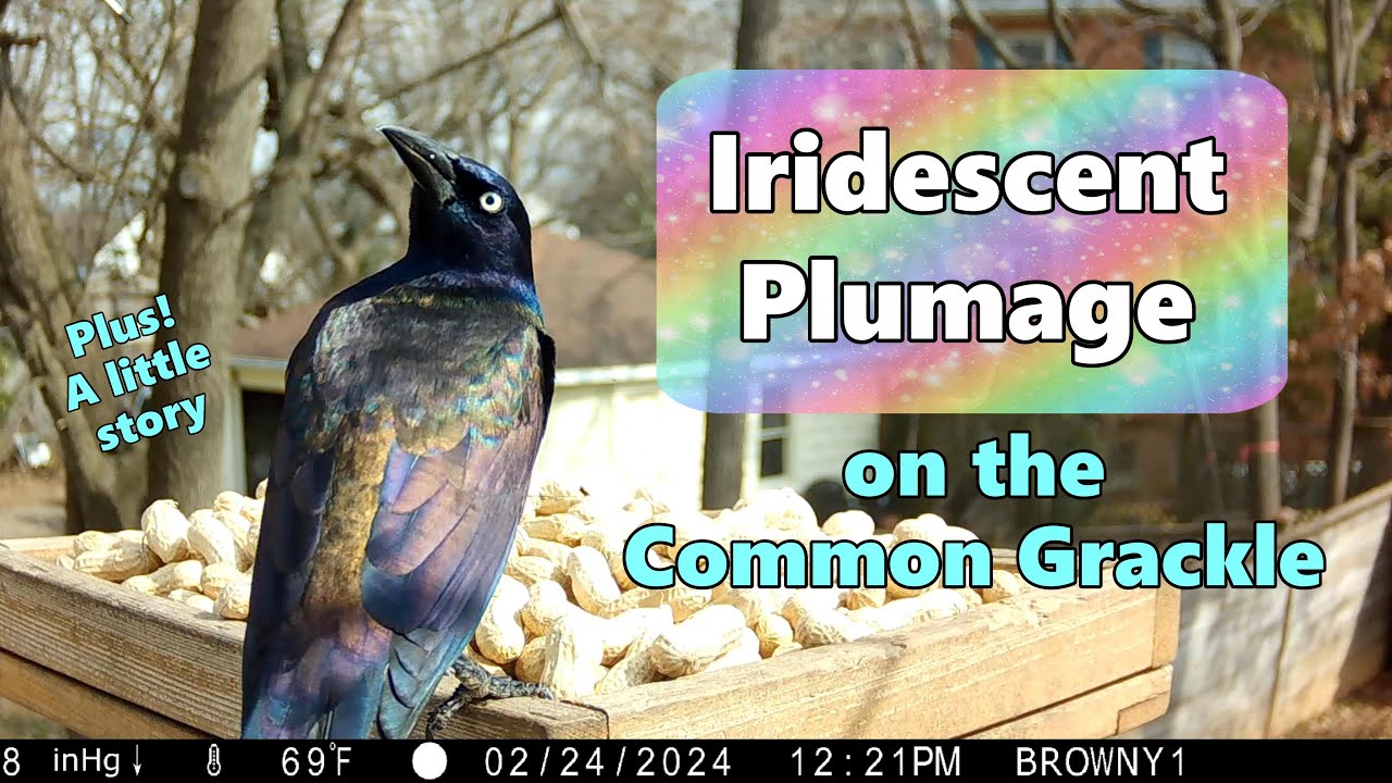 Iridescent Plumage on a Common Grackle (Gorgeous!) - YouTube