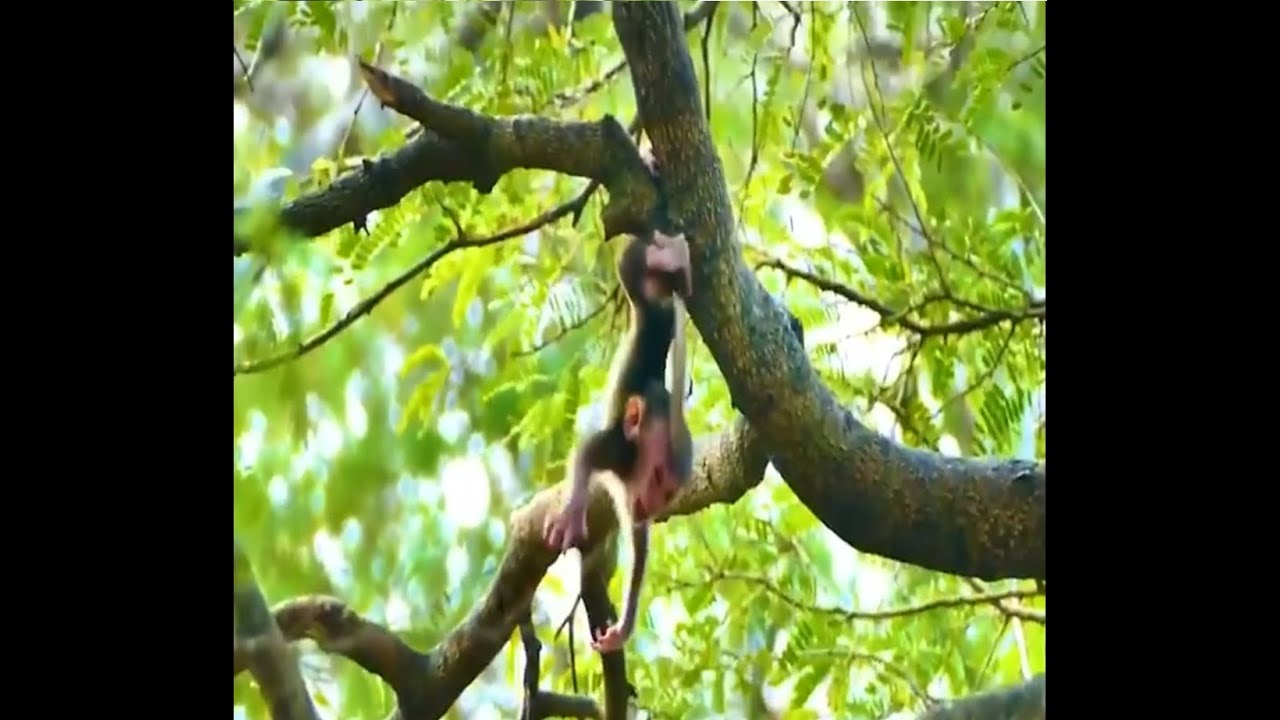 baby monkey in danger, tall tree - YouTube