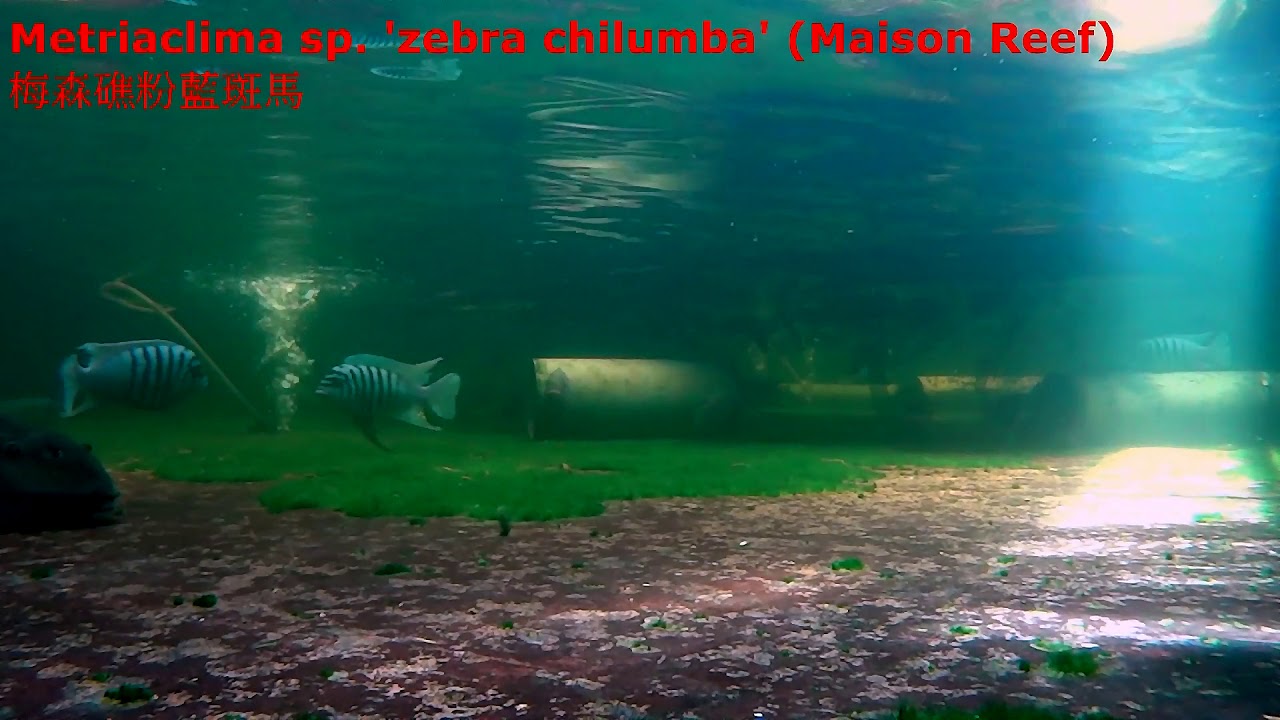 Metriaclima sp. 'zebra chilumba' (Maison Reef) 梅森礁粉藍斑馬 - YouTube