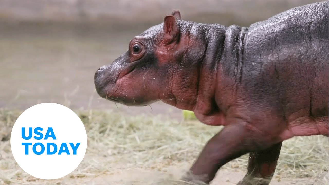 Adorable baby hippo born at the Dallas Zoo | USA TODAY - YouTube