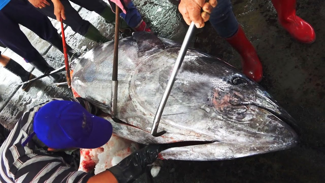 The Smartest Way To Breakdown 600 Lbs Giant Bluefin Tuna - YouTube