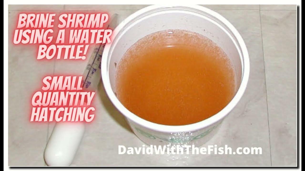 Brine Shrimp Hatching for a Small Fish Setup - YouTube