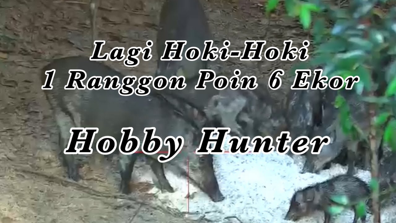 Di Kepulauan Riau Berburu Hama Babi Hutan 1 Ranggon Poin 6 Ekor Hama ...