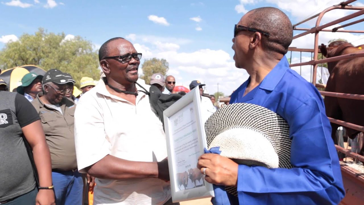 Premier Mahumapelo hands over Bonsmara Bulls in Ganalaagte - YouTube