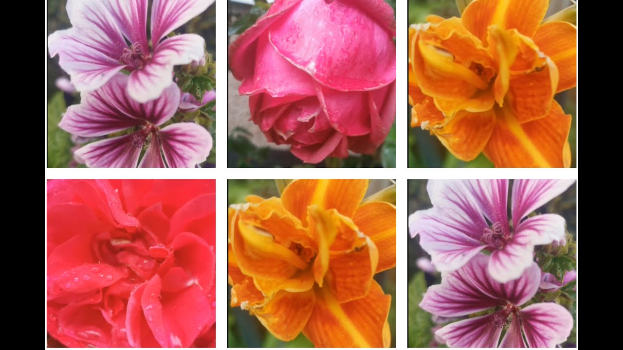 Flowers, beautiful messengers of Heaven- peaceful relaxing video - YouTube