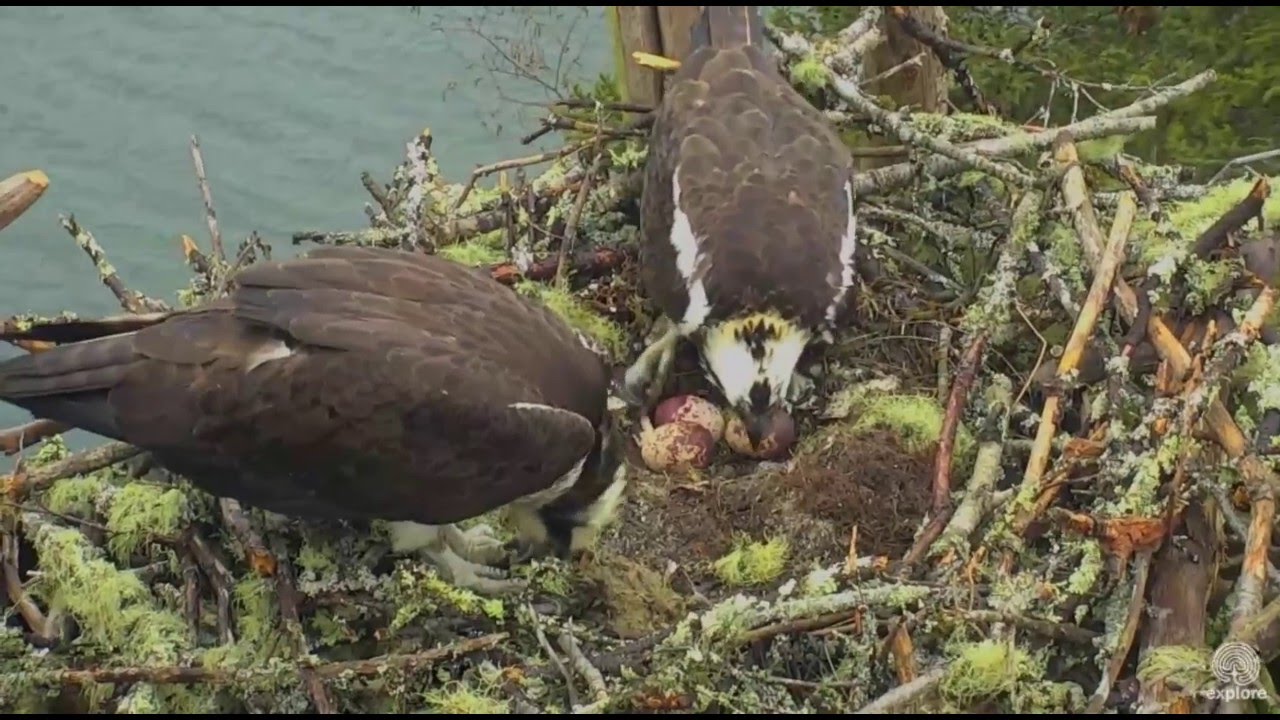 2016-05-05 Steve brings two fish Osprey - YouTube