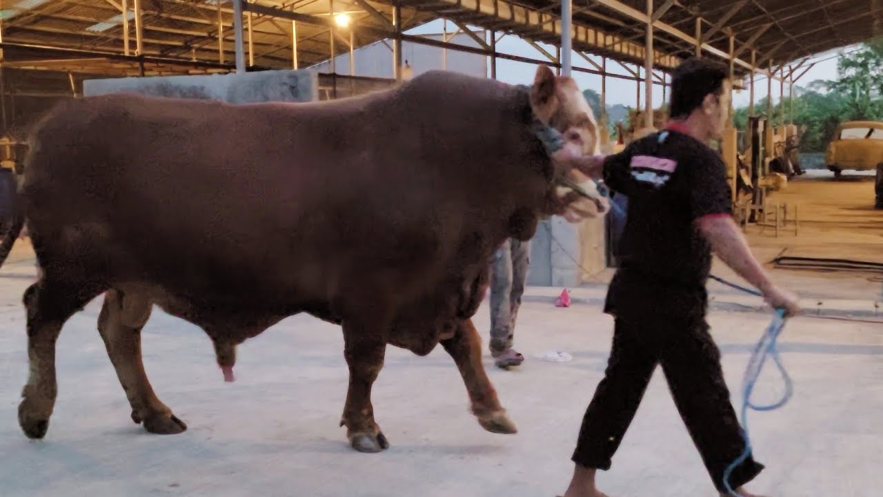 SAPI 1150 KG MASIH MUDA‼️ JANOKO SIAP MENERUSKAN TAHTA THE NEXT ...