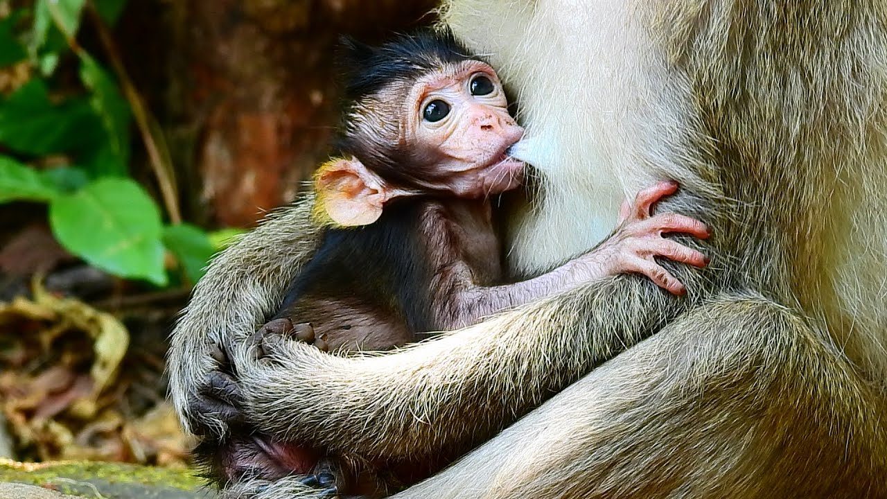 SO ADORABLE EDEN HUG MOMMA ELLEN GET SWEET MILK. - YouTube