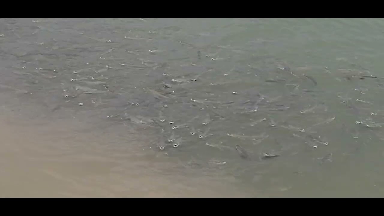 instant banc de poisson en direct - YouTube