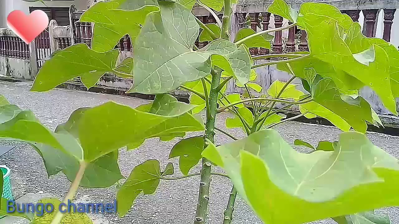 Tak di sangka ini lah 11.Khasiat pohon jarak pagar - YouTube