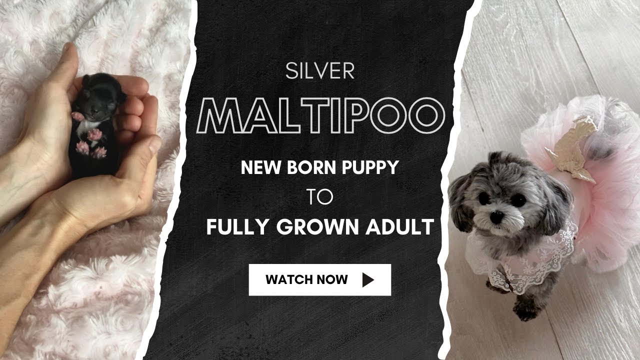 Puppy to full grown adult silver MALTIPOO. Video compilation of how she ...