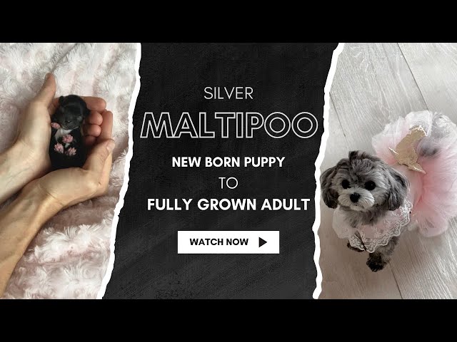 Sølv Maltipoo