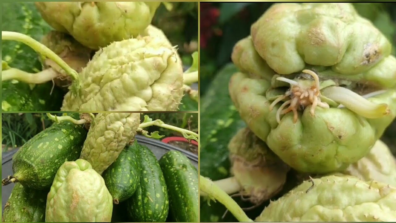 How to Grow n Care Iskus Chayote Squash Chocho | कैसे लगायें चायोटे ...