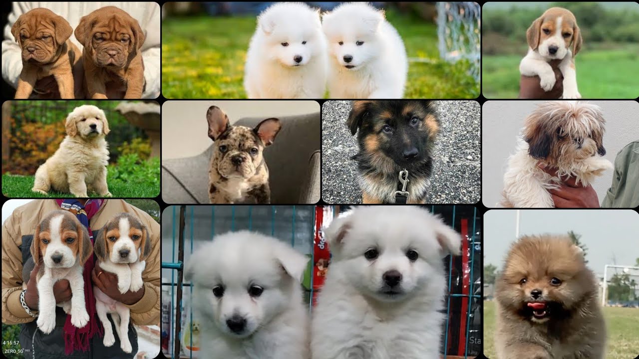 Dogs sale in Guwahati | Breeder Price Puppies | Assam & North East ...