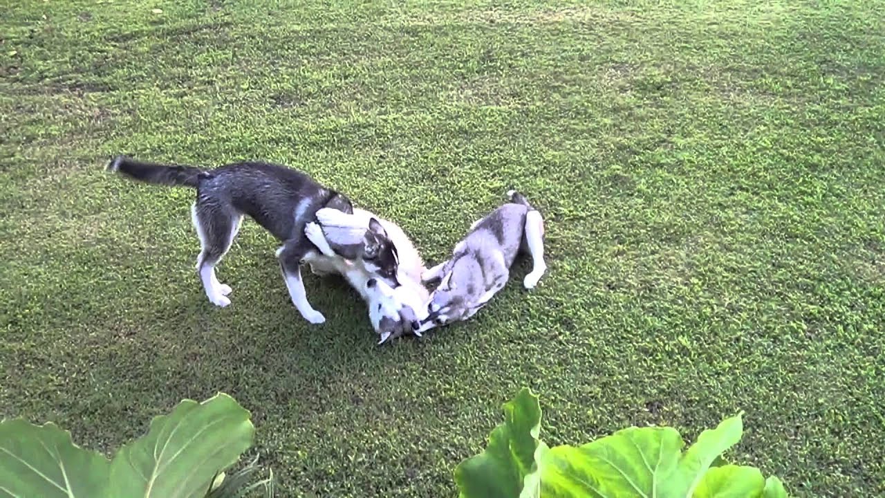 huskies at play - YouTube