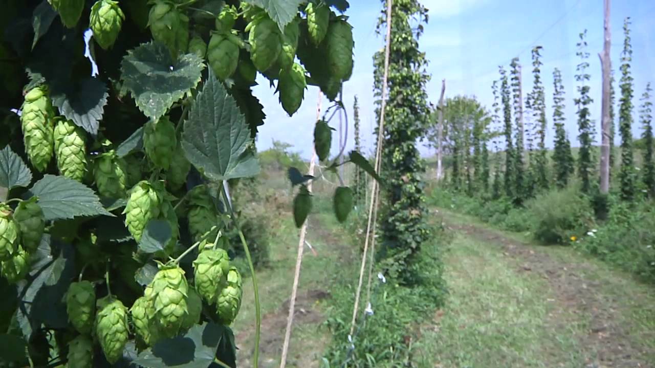 Trailer: Hopping for Brew - Growing, Harvesting, Hops for Beer and ...