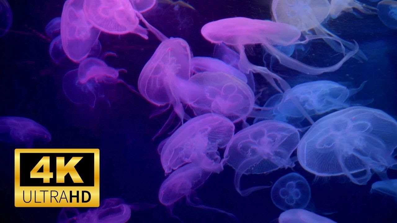 Amazing Jellyfish Aquarium in 4K HDR - Soothing - Relaxing Oceanscapes ...
