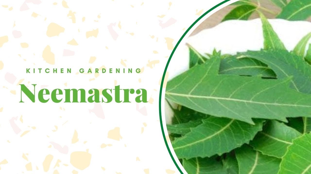 Neemastra Preparation - YouTube