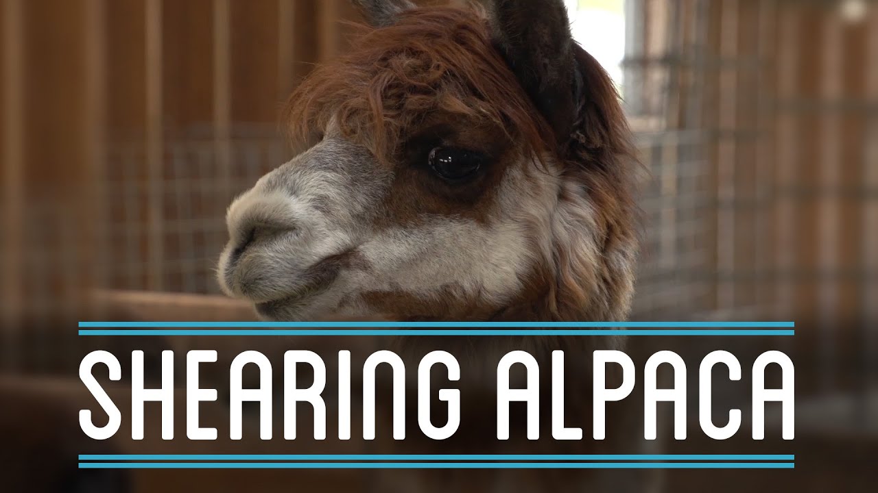 Shearing Alpaca | How To Make Everything: Suit (7/10) - YouTube