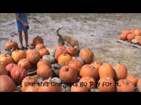 Katrina at the pumpkin patch - YouTube