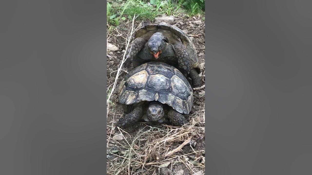Turtles 🐢 Mating Turtle Sex Turtle Turtels Youtube