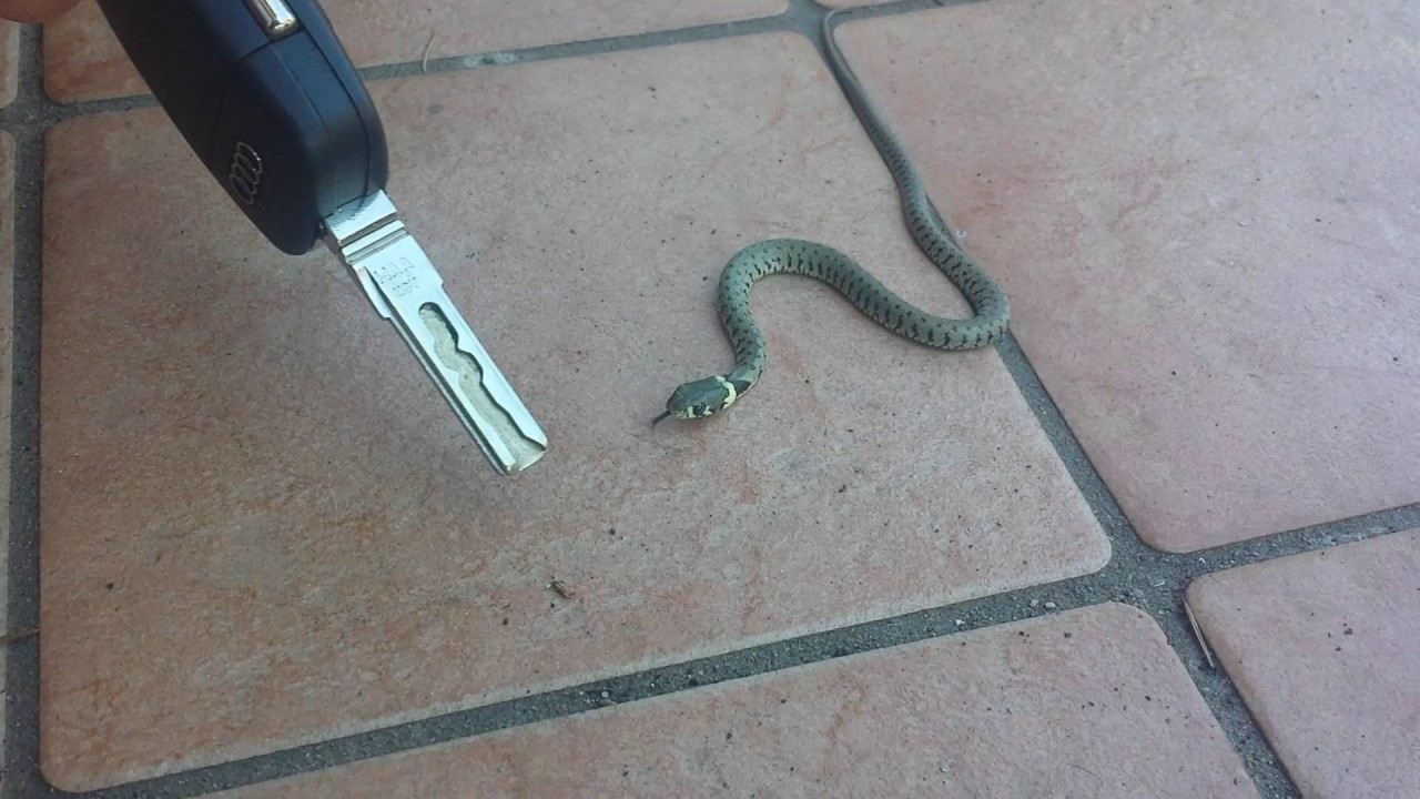 Natrix Natrix, biscia d'acqua o dal collare. Innocua. - YouTube