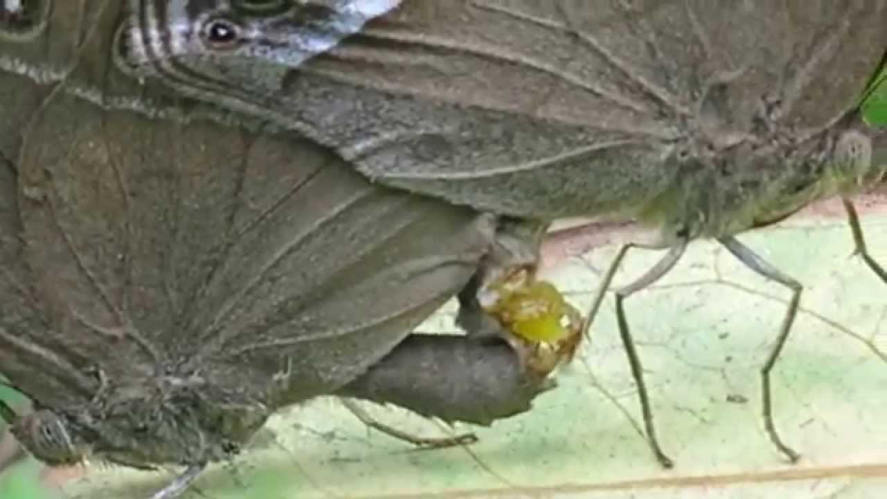 Butterflies Mating Youtube
