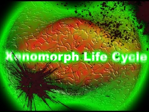 Xenomorph Life Cycle (pivot) - YouTube