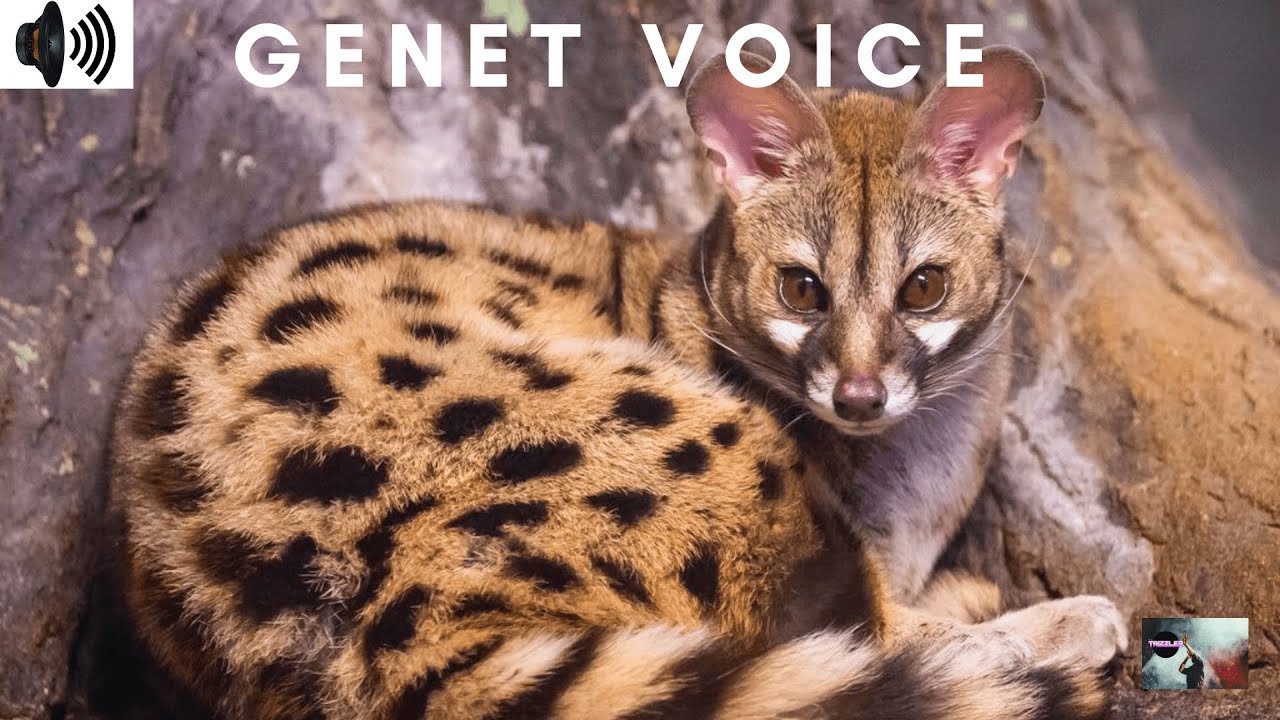 GENET VOICE | GENETTA | AFRICAN CARNIVOROUS | COMMON GENET | IBERIAN ...