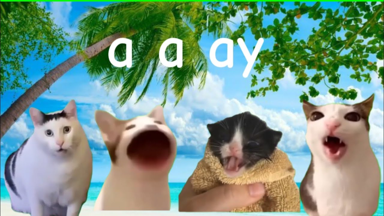 cat meme a a ay (cover) - YouTube