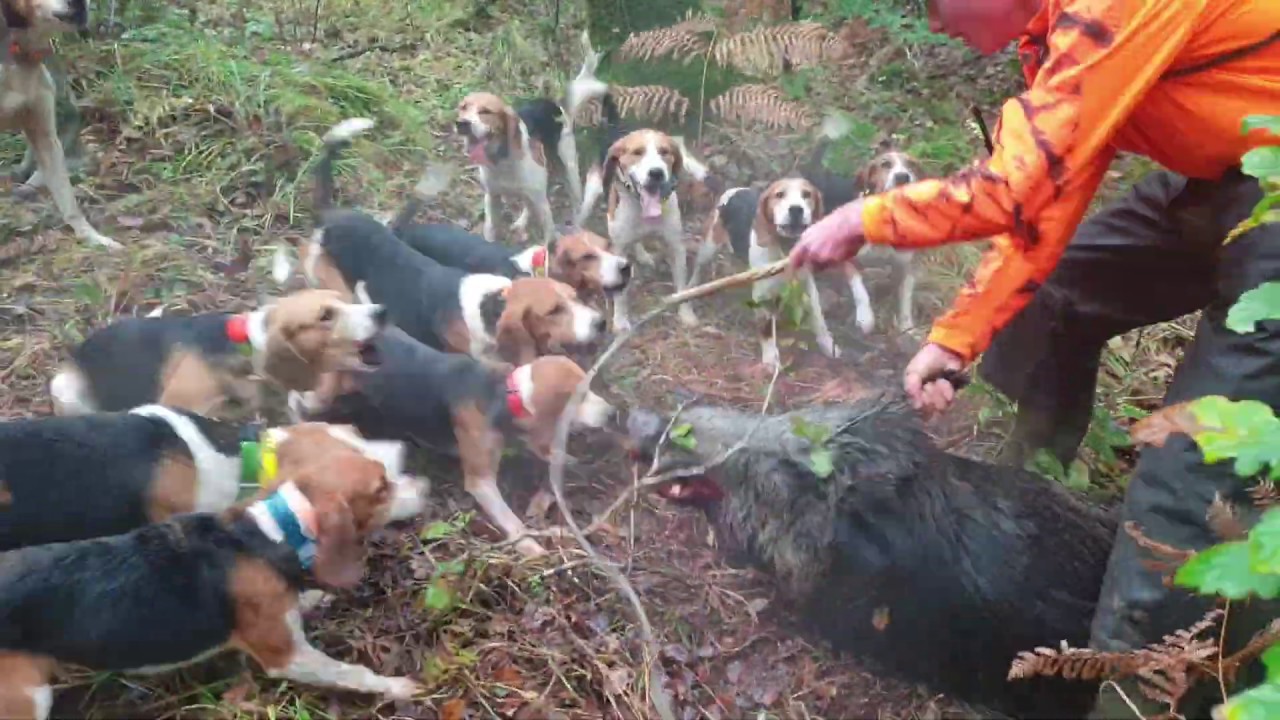 chasse sanglier.Gros mâle !!! Chiens courants - YouTube