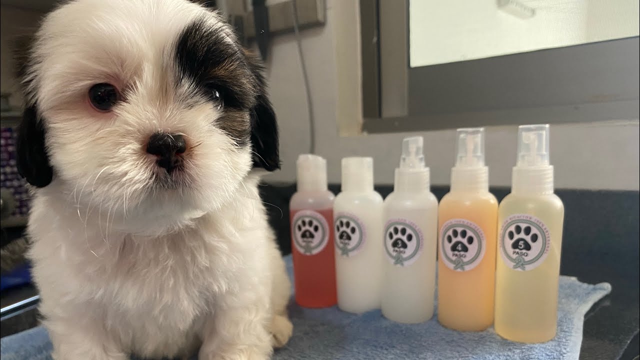 Perro CACHORRO se BAÑA por PRIMERA VEZ | 45 Días de Edad | La Casita de ...