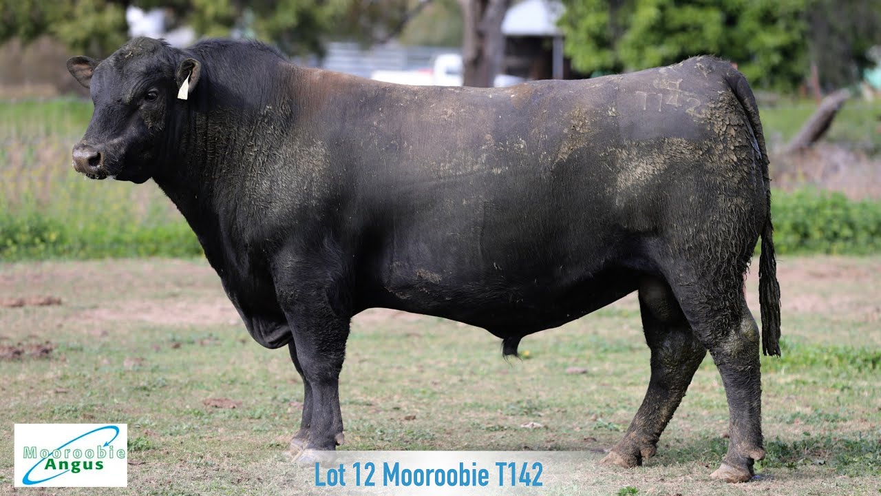 Lot 12 Mooroobie T142 - YouTube