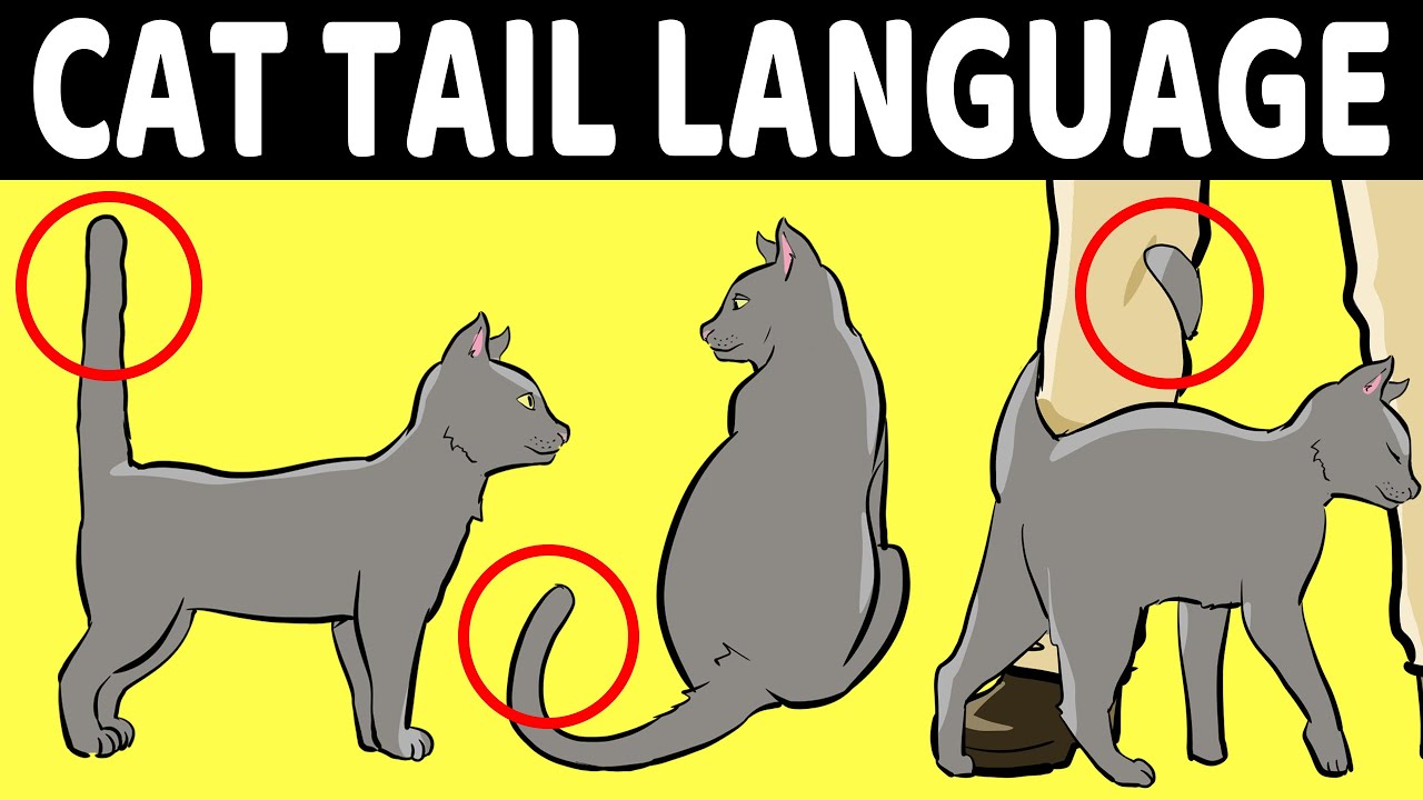 Your Cat s Tail Language Finally Explained YouTube your-cat-s-tail-language-finally-explained-youtube