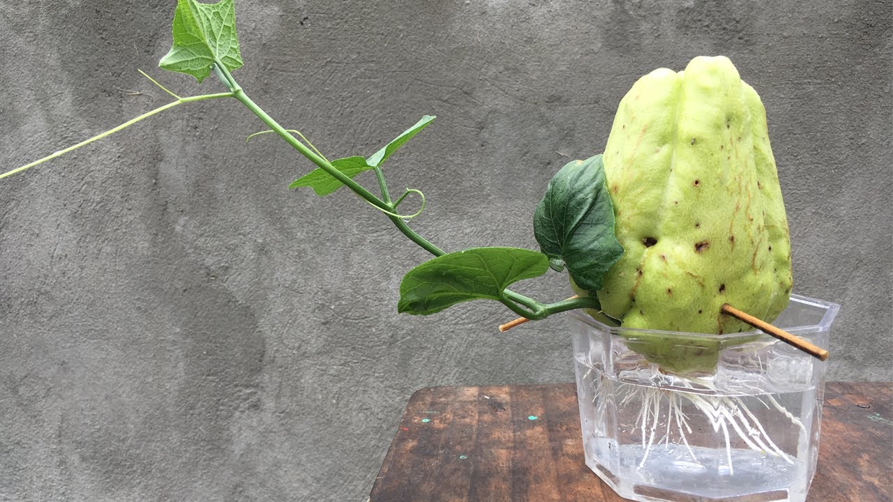 Chayote is rooted in the water | Planting chayote in water you already ...