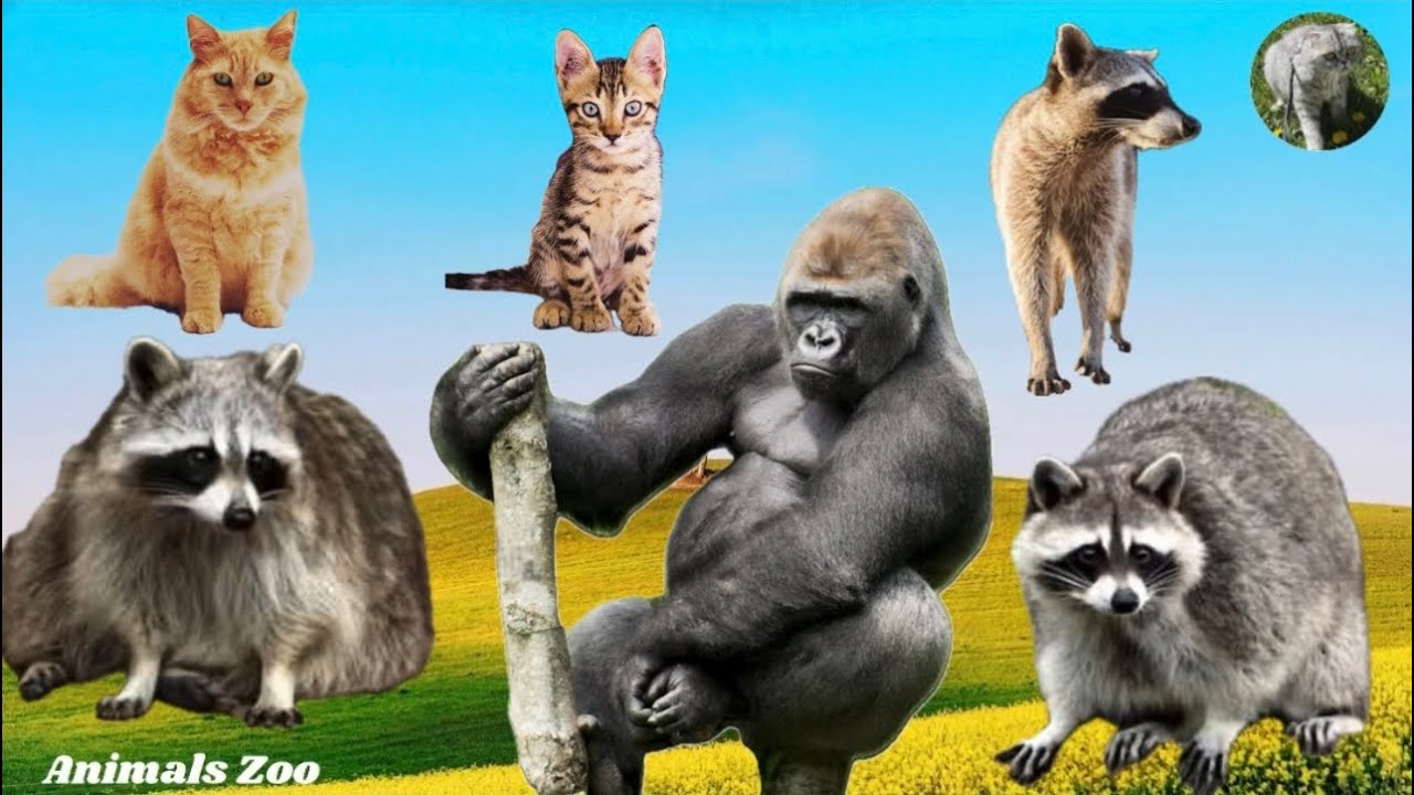 Beautiful Cute Farm Animal Sounds: Cow, Cat, Lemur, Coon, Owl, Gorilla ...
