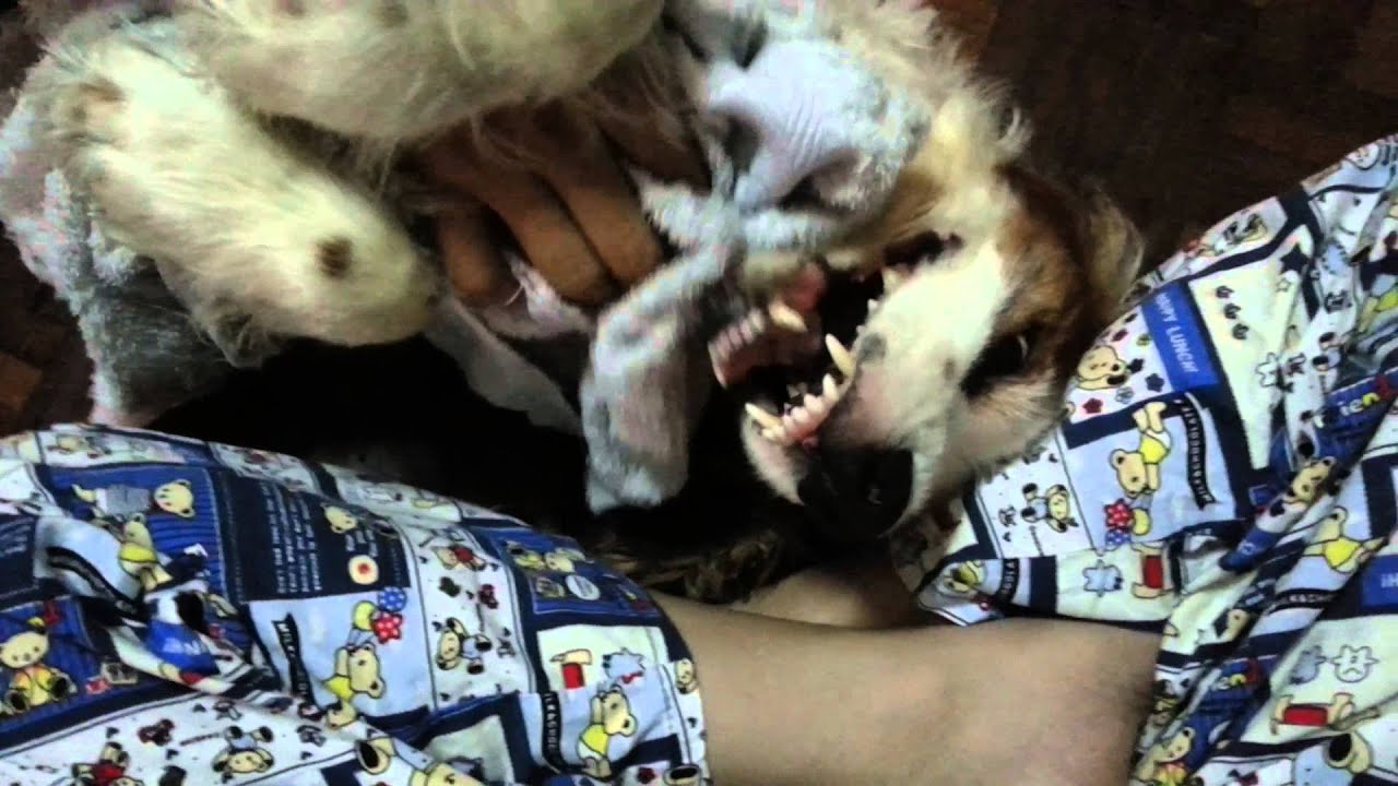 Funny Dog s Complaint YouTube funny-dog-s-complaint-youtube