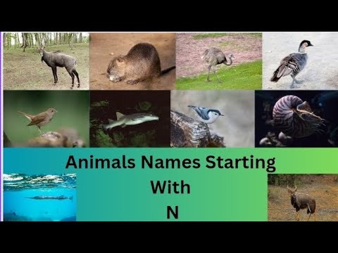 Animals Names Starting With Alphabet N | 10 Animals Names for Kids | # ...