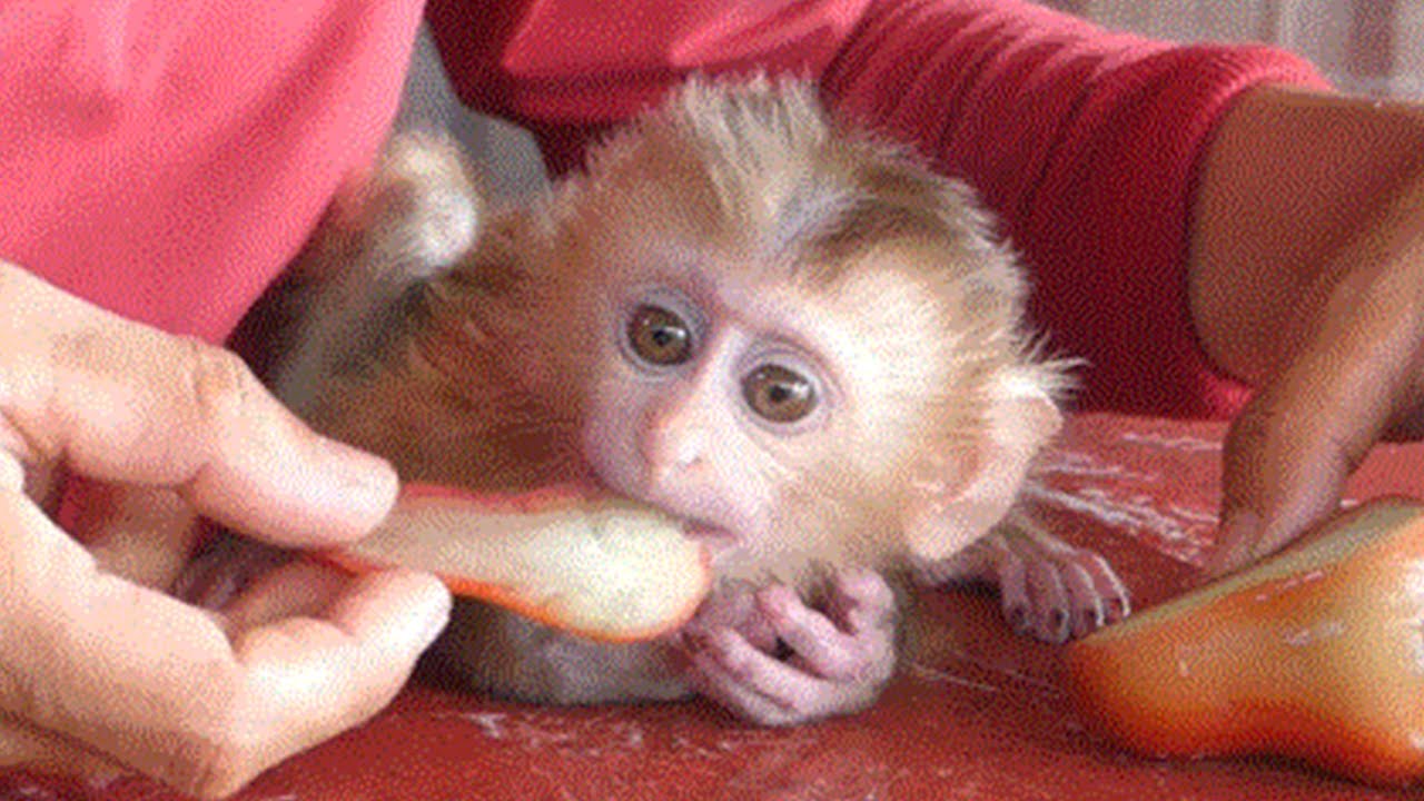 Kaka Baby Monkey is well fed and cared for.Wild Momoey - YouTube