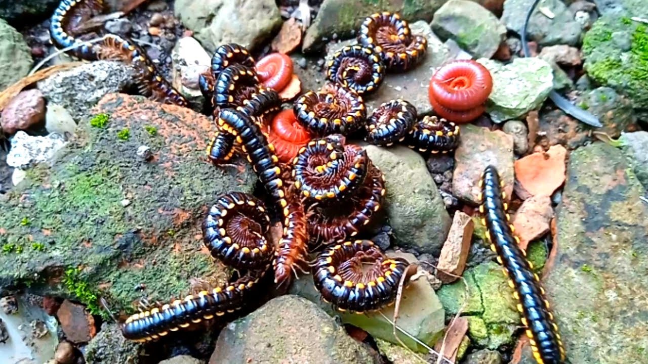 Hunting millipede ulat gagak luwing di kebun - YouTube