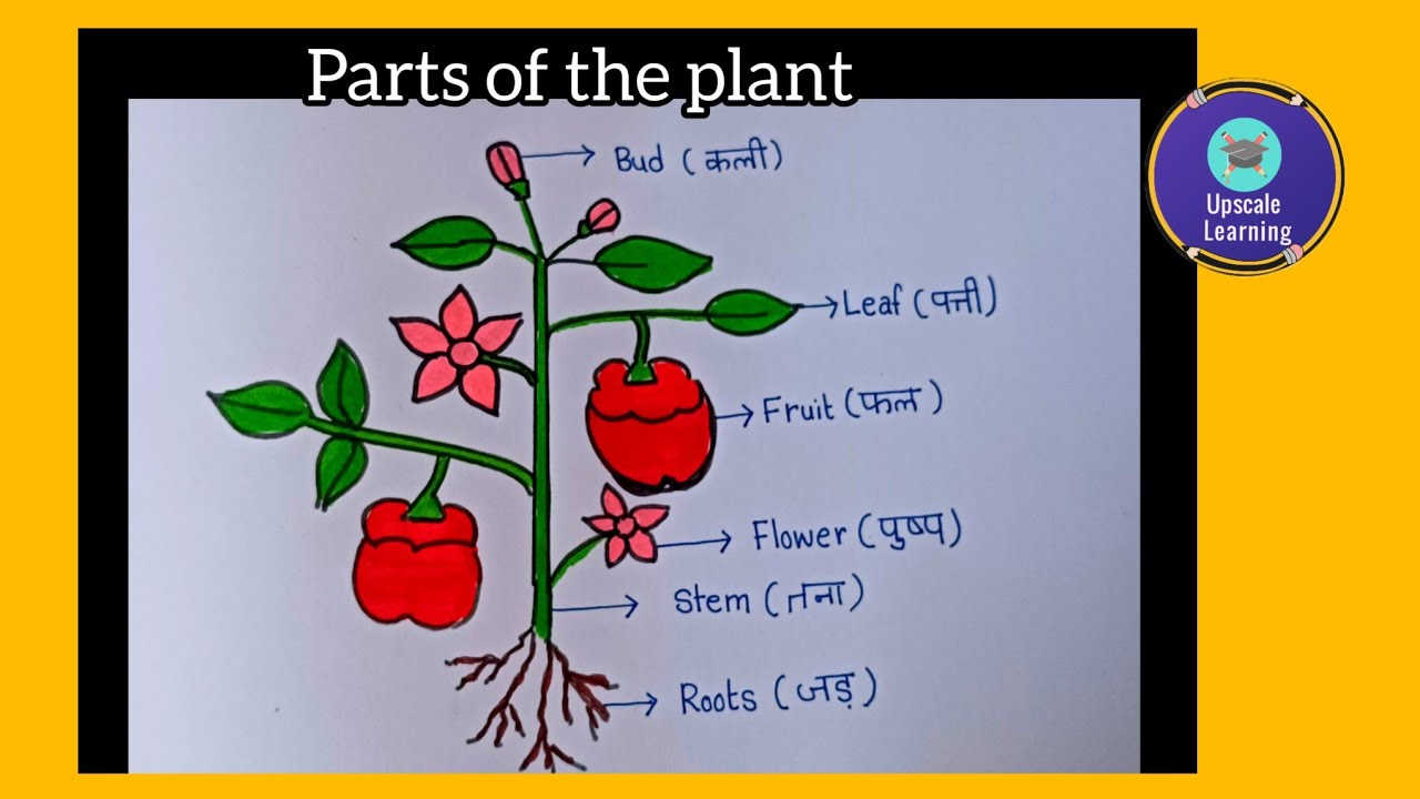 Parts Of Plant Name In Hindi And English With Pictures - Infoupdate.org