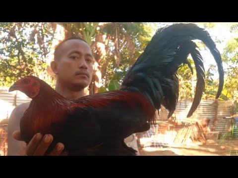 PANG MALAKASAN NA LIEPER HATCH - YouTube