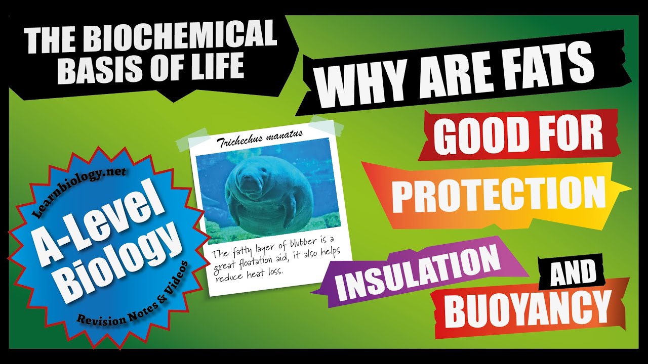 Lipids - Fats are good for Protection, Insulation and Buoyancy | A ...