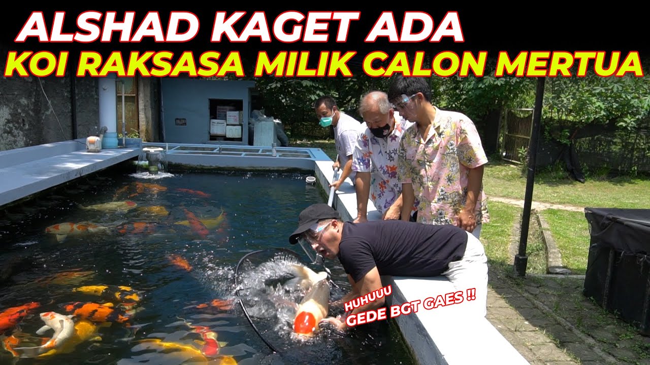 WOW !! RATUSAN KOI RAKSASA..IMPORT LANGSUNG DARI JEPANG !! - YouTube