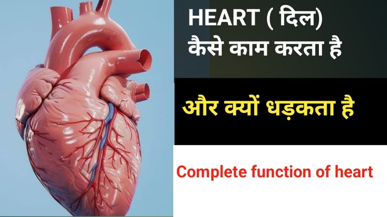 FUNCTION OF HUMAN HEART | HEART KAISE KAAM KARTA HAI| DIL KYUN DHADKATA ...