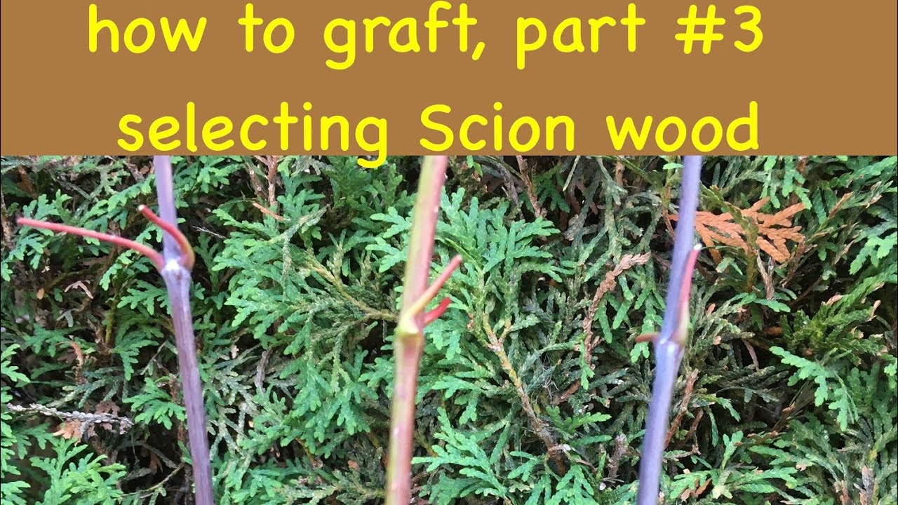 Scion wood for grafting, part #3 - YouTube