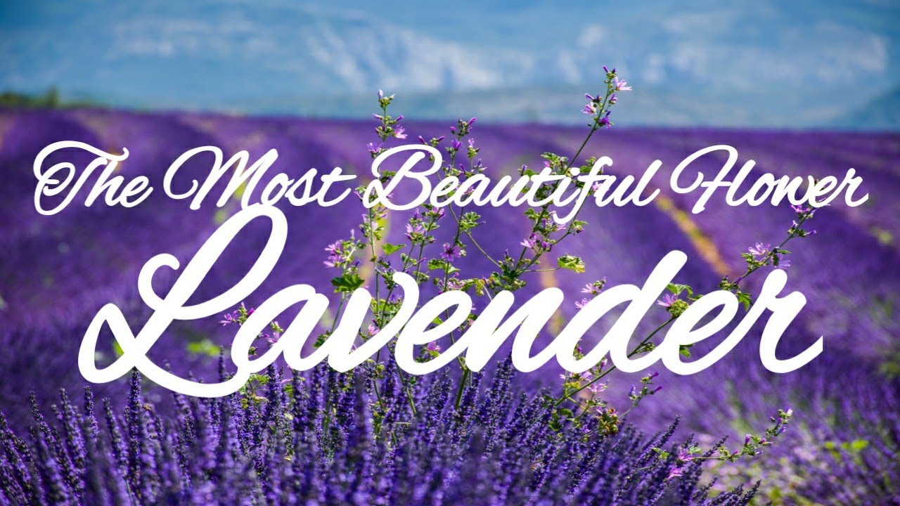 Lavender The most beautiful flower - Relaxing Music - Lavender Field ...