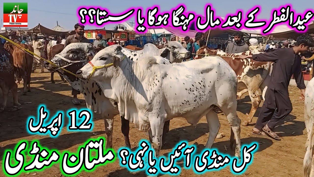 Multan Mandi Medium Range Janwar | Eid Day 3 | Multan Cow Mandi Latest ...